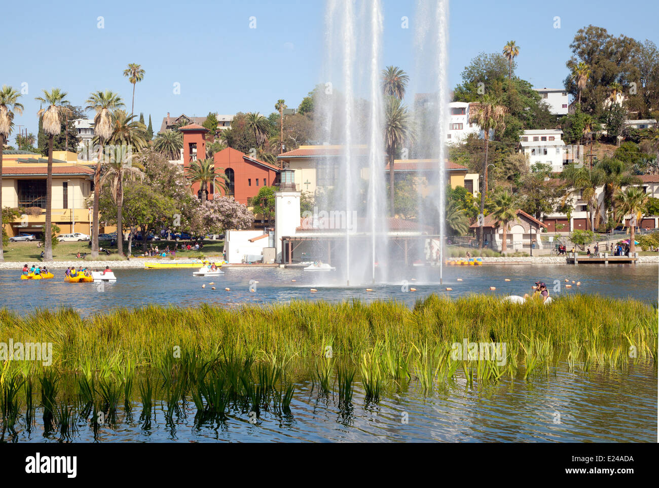 Lotus plants in bloom in Echo Park Lake, Los Angeles, CA, 2014 Stock ...