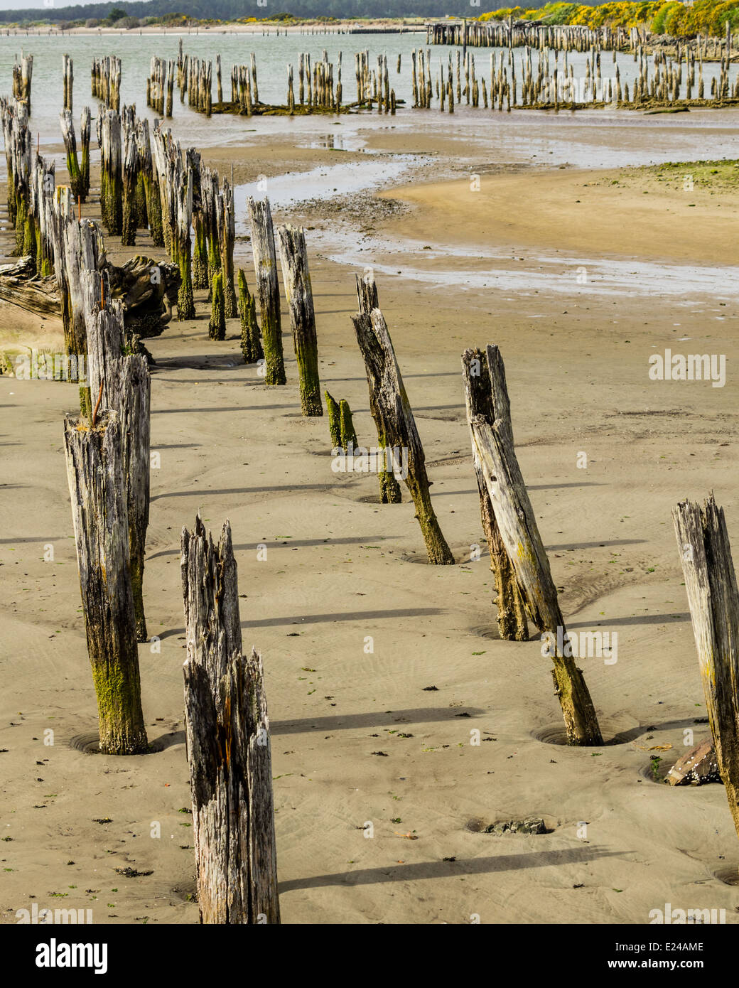 Old pier pilings hi-res stock photography and images - Alamy