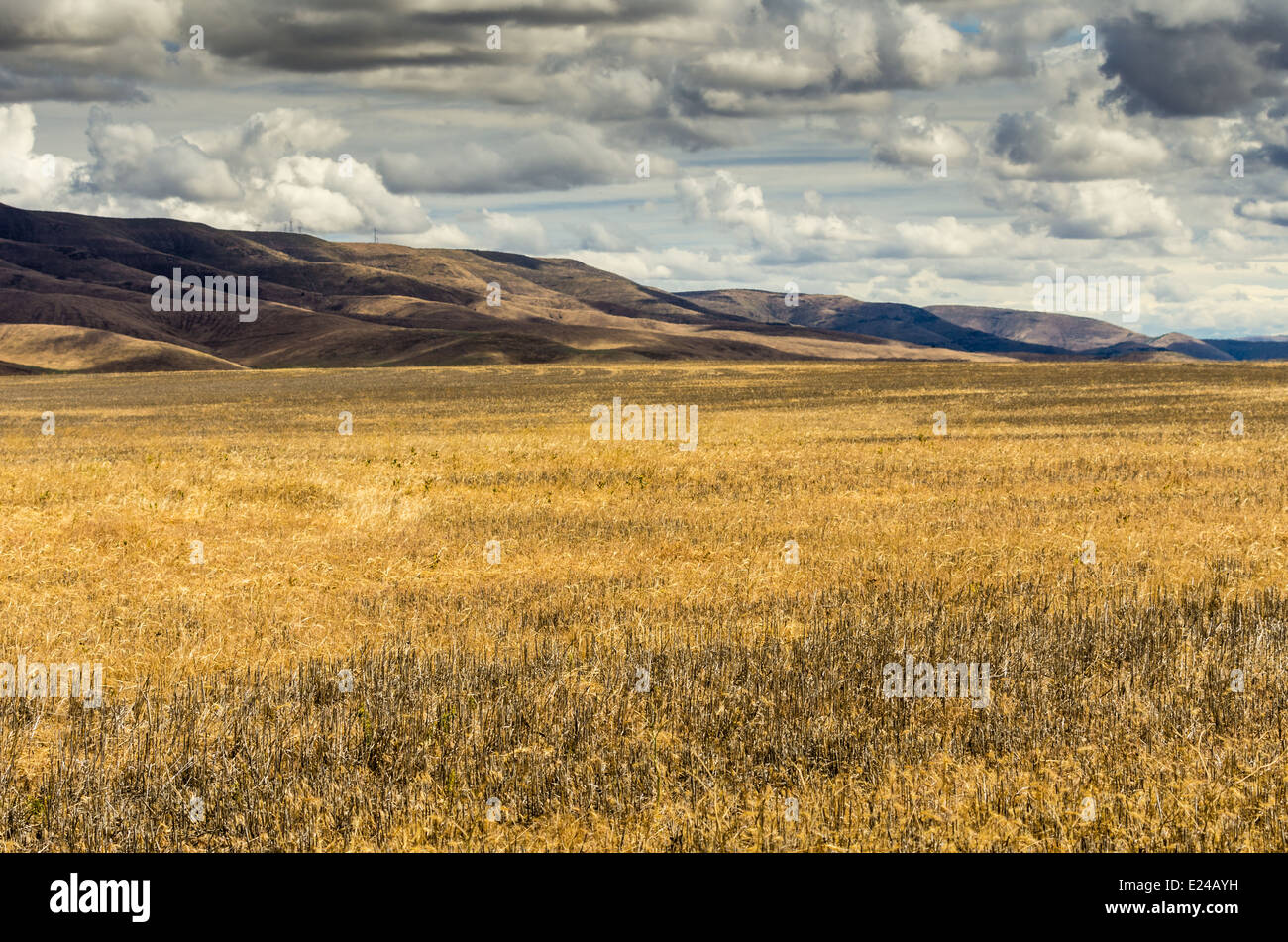 Harvested wheat fields on a farm in eastern Oregon. Maupin, Oregon ...