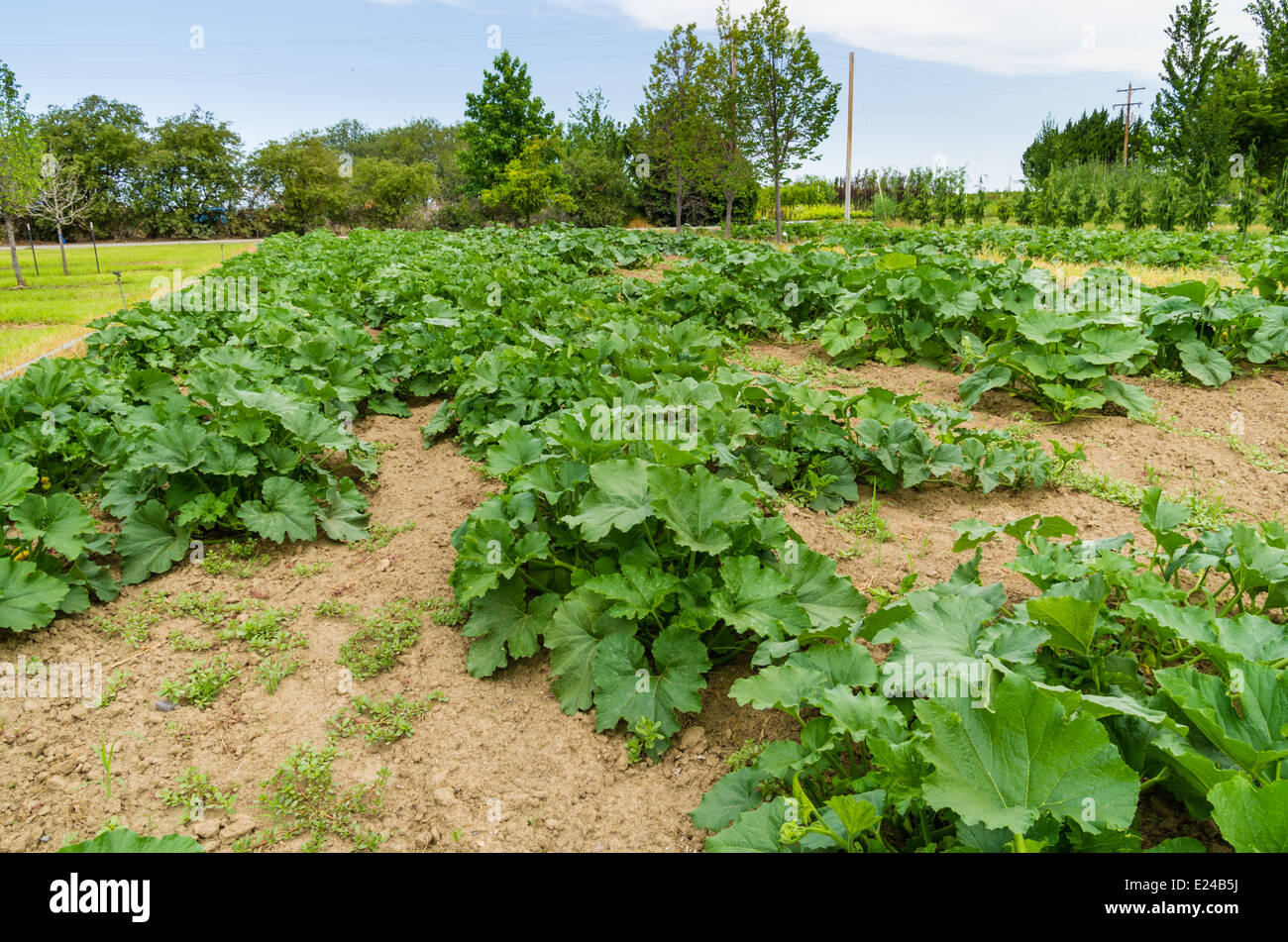 Pumpkin plants growing in a farm field. Washington State, United States ...