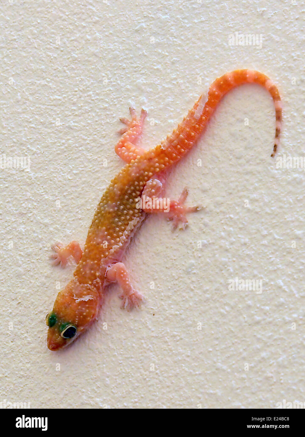 Sauria zoology hi-res stock photography and images - Alamy