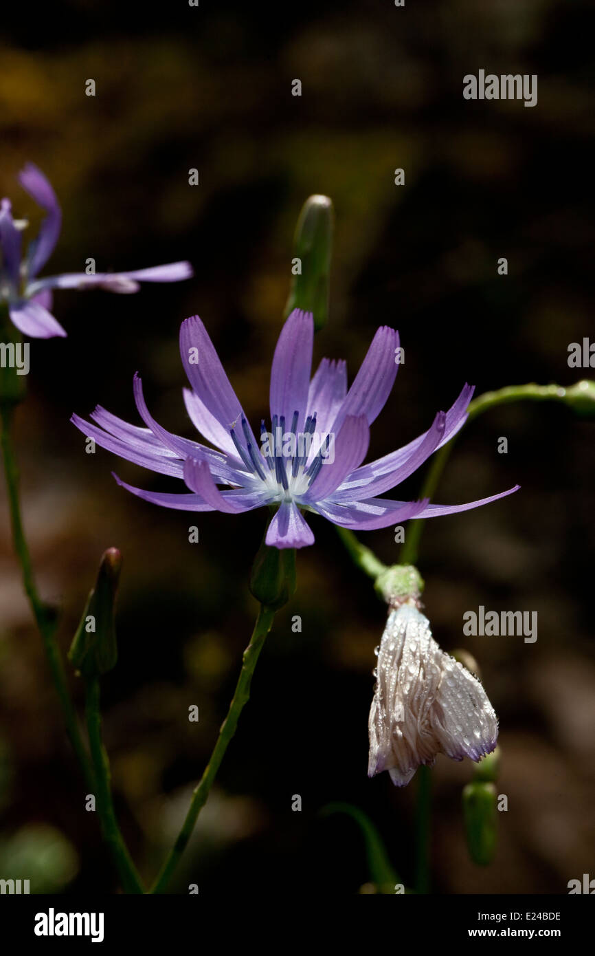 Cichorium intybus hi-res stock photography and images - Alamy