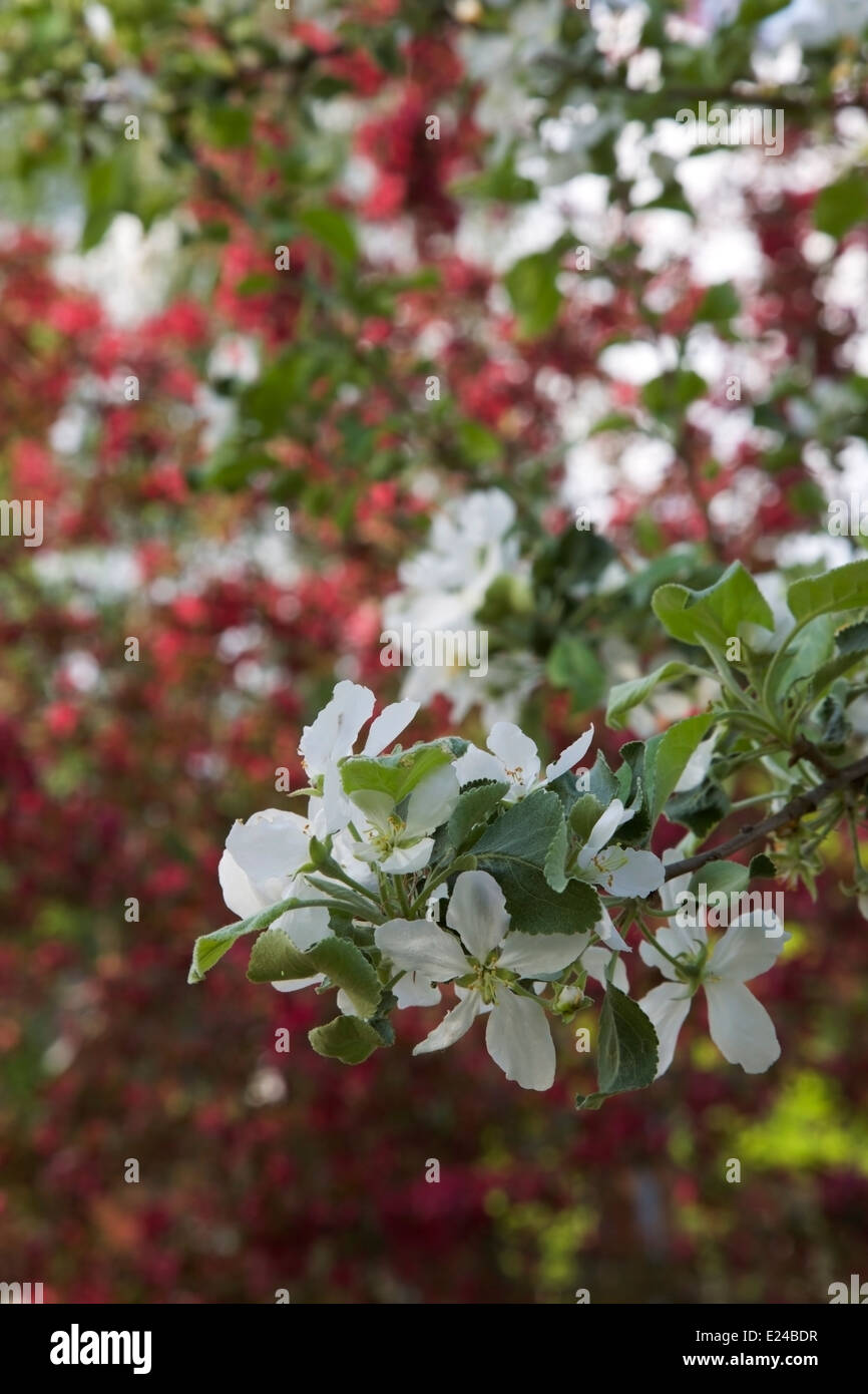 White flowered tree blooming Stock Photo - Alamy