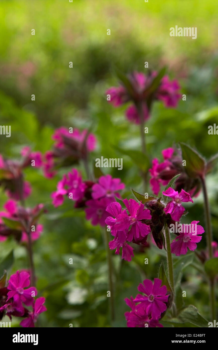 Red campion hi-res stock photography and images - Alamy