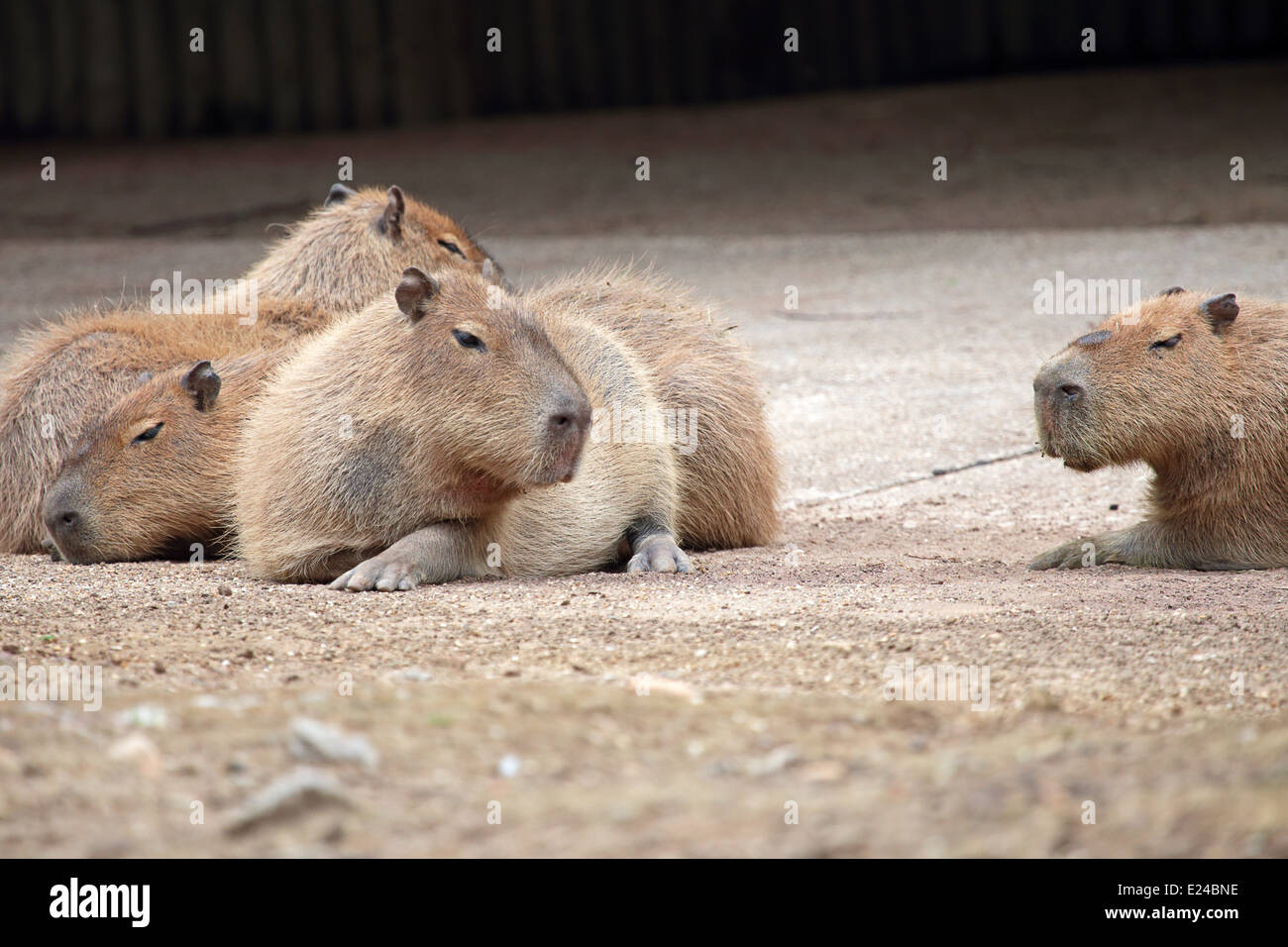 A group of capybaras (Hydrochoerus hydrochaeris) lying and resting Stock Photo - Alamy