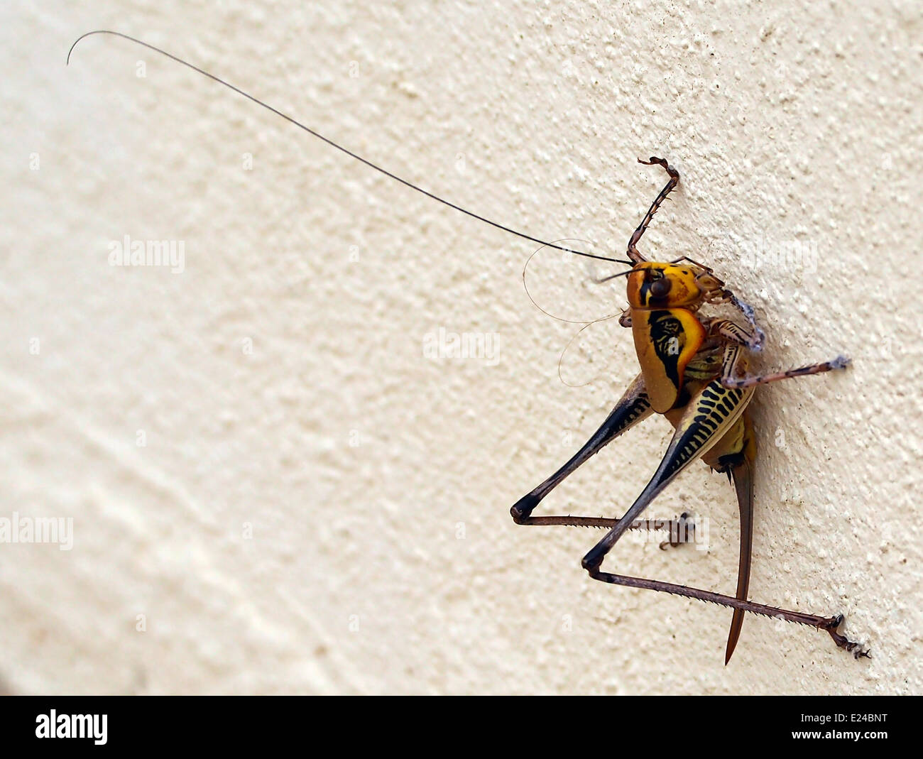 Ensifera hi-res stock photography and images - Alamy