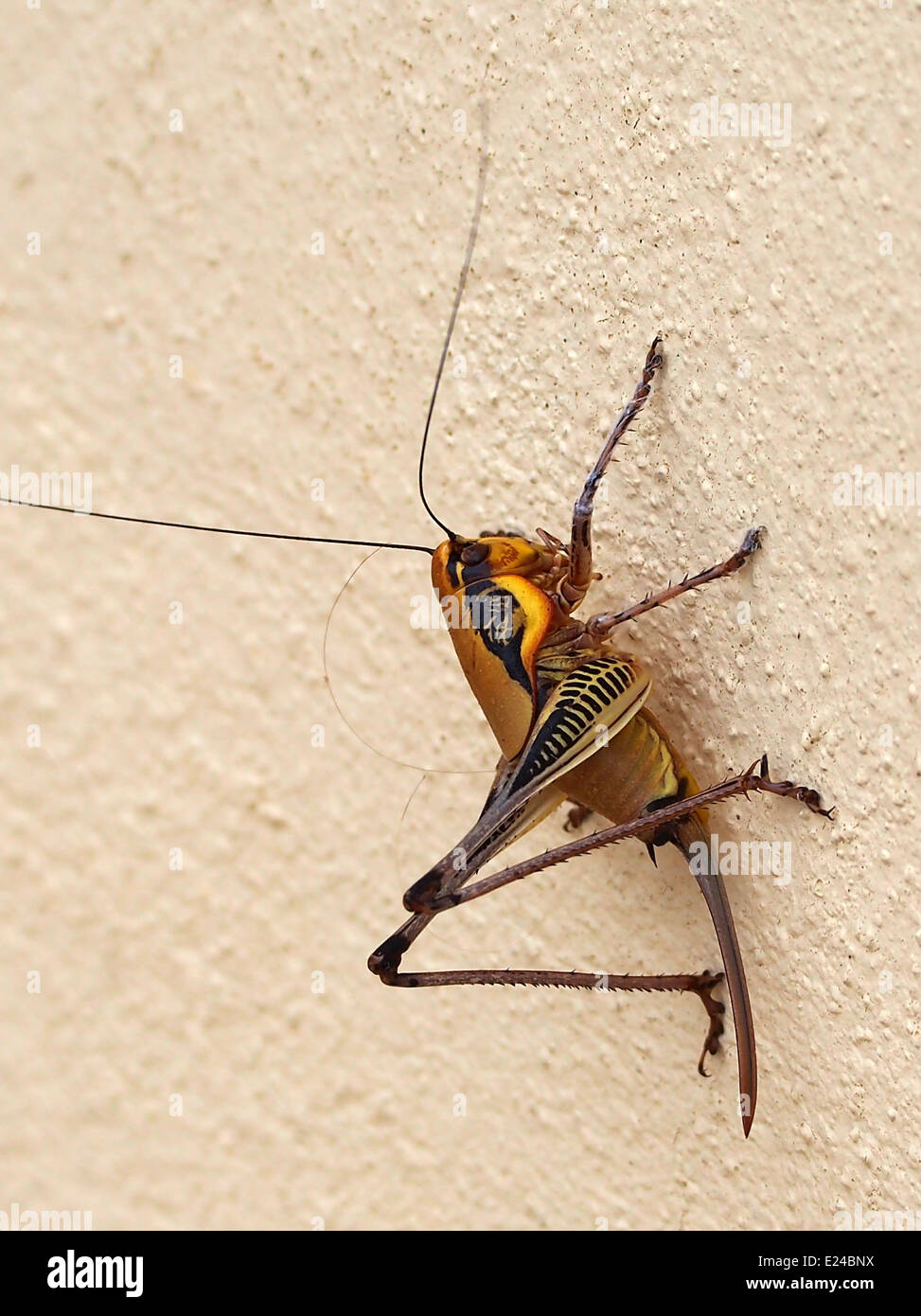 An unidentified species of Ensifera, a group of insects within the ...