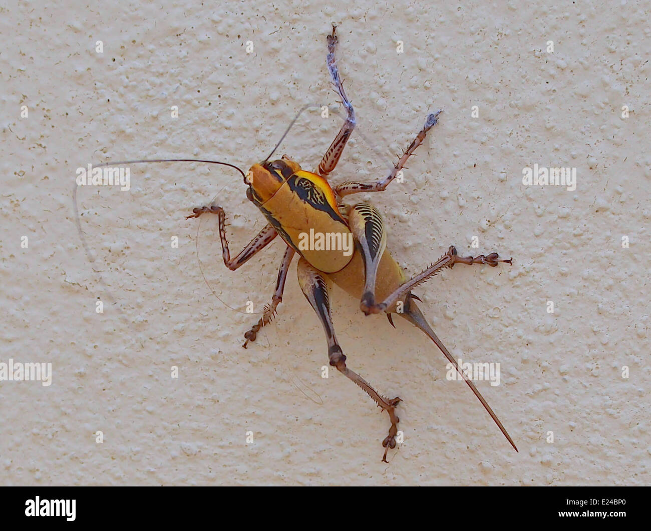 An unidentified species of Ensifera, an order of insects that includes ...