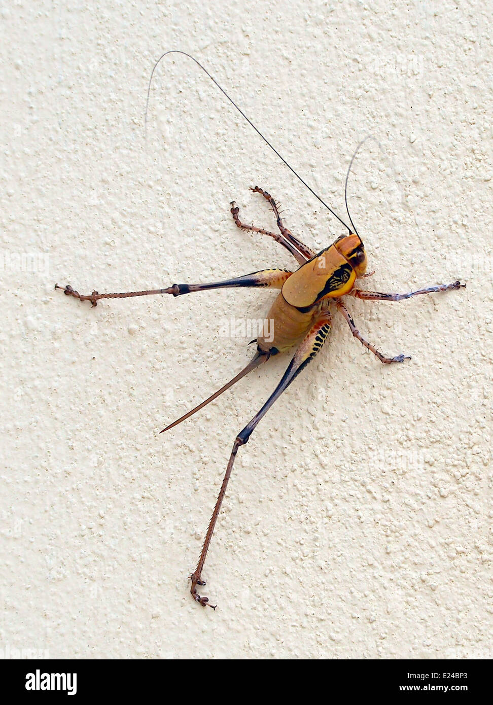 This image features an unidentified Ensifera, an order of insects that ...