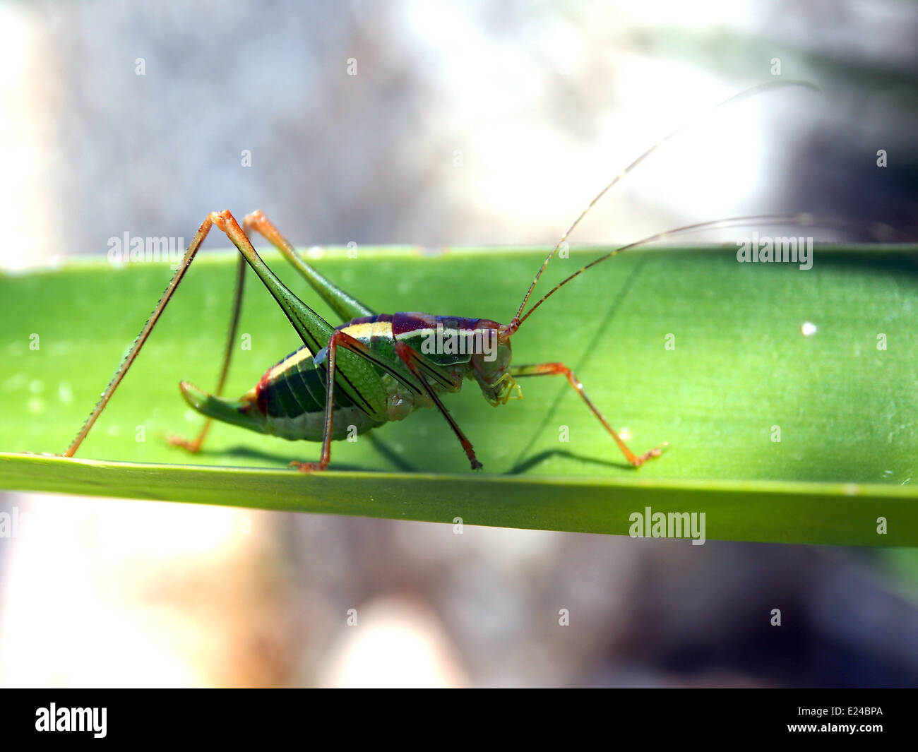 Order orthoptera taxonomy hi-res stock photography and images - Alamy