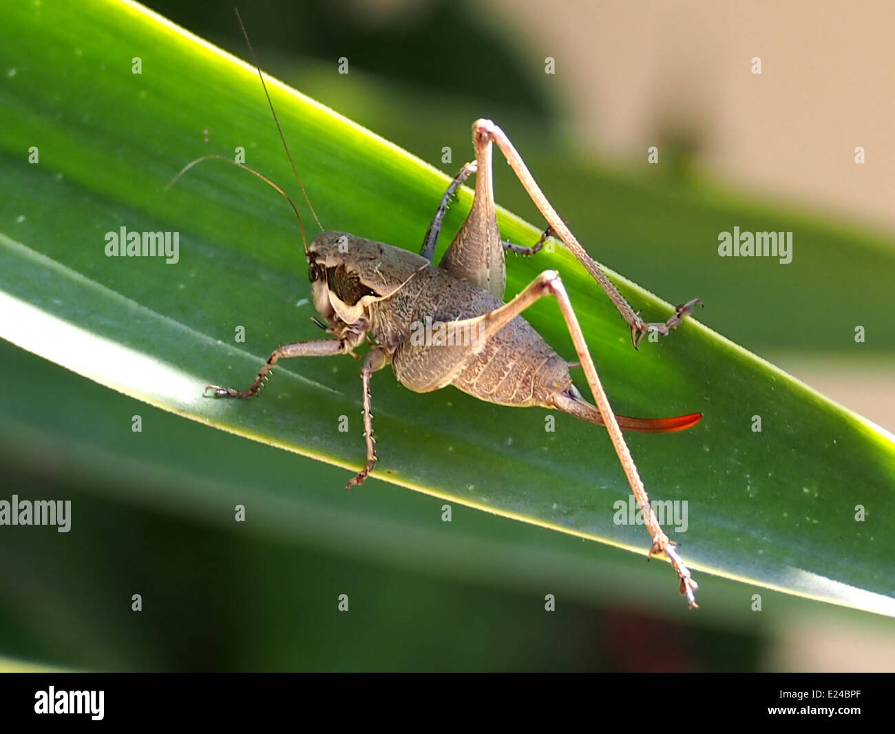 Ensifera hi-res stock photography and images - Alamy