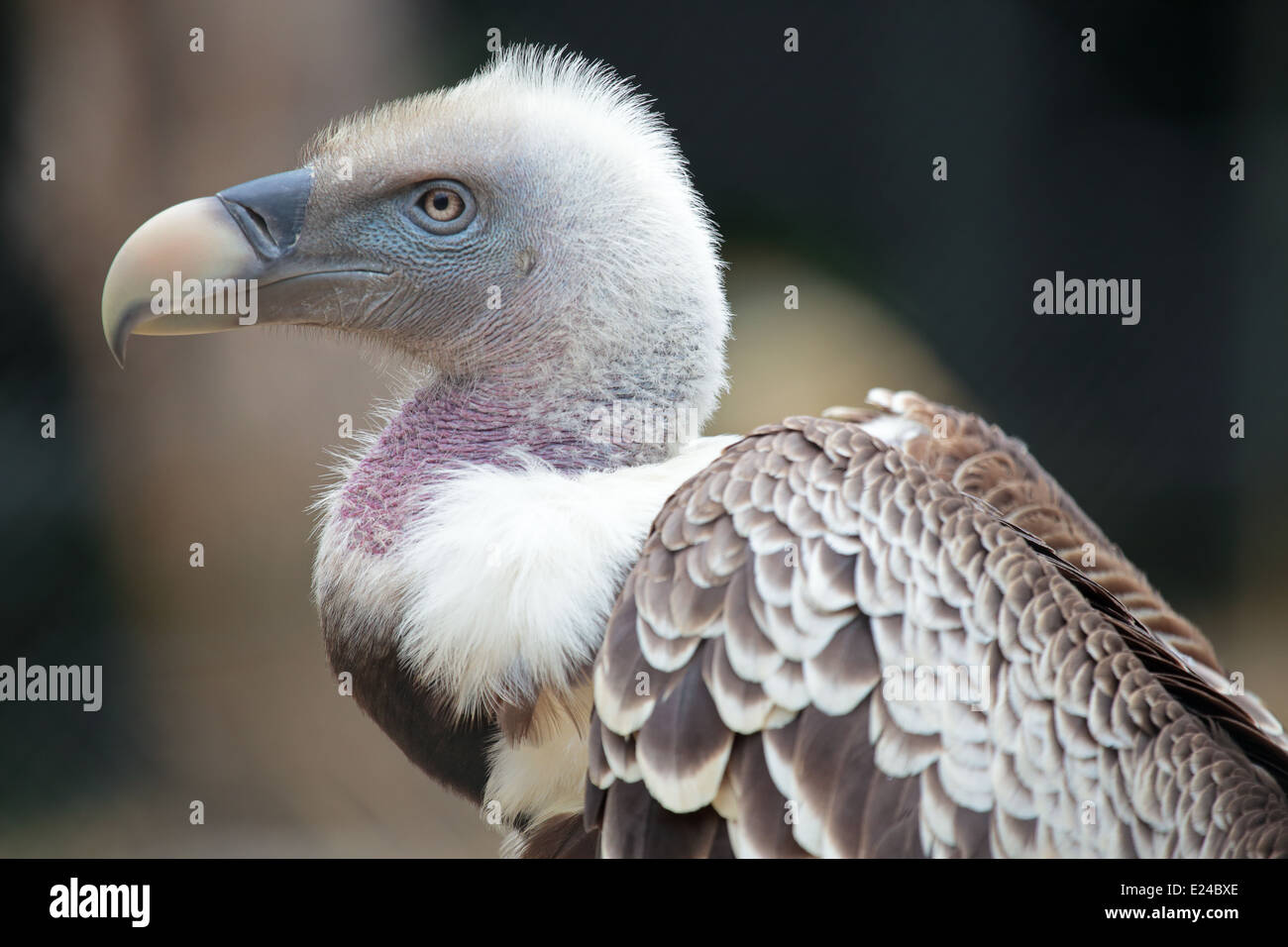 Portrait of a Ruppell's Griffon Vulture (Gyps rueppellii Stock Photo ...