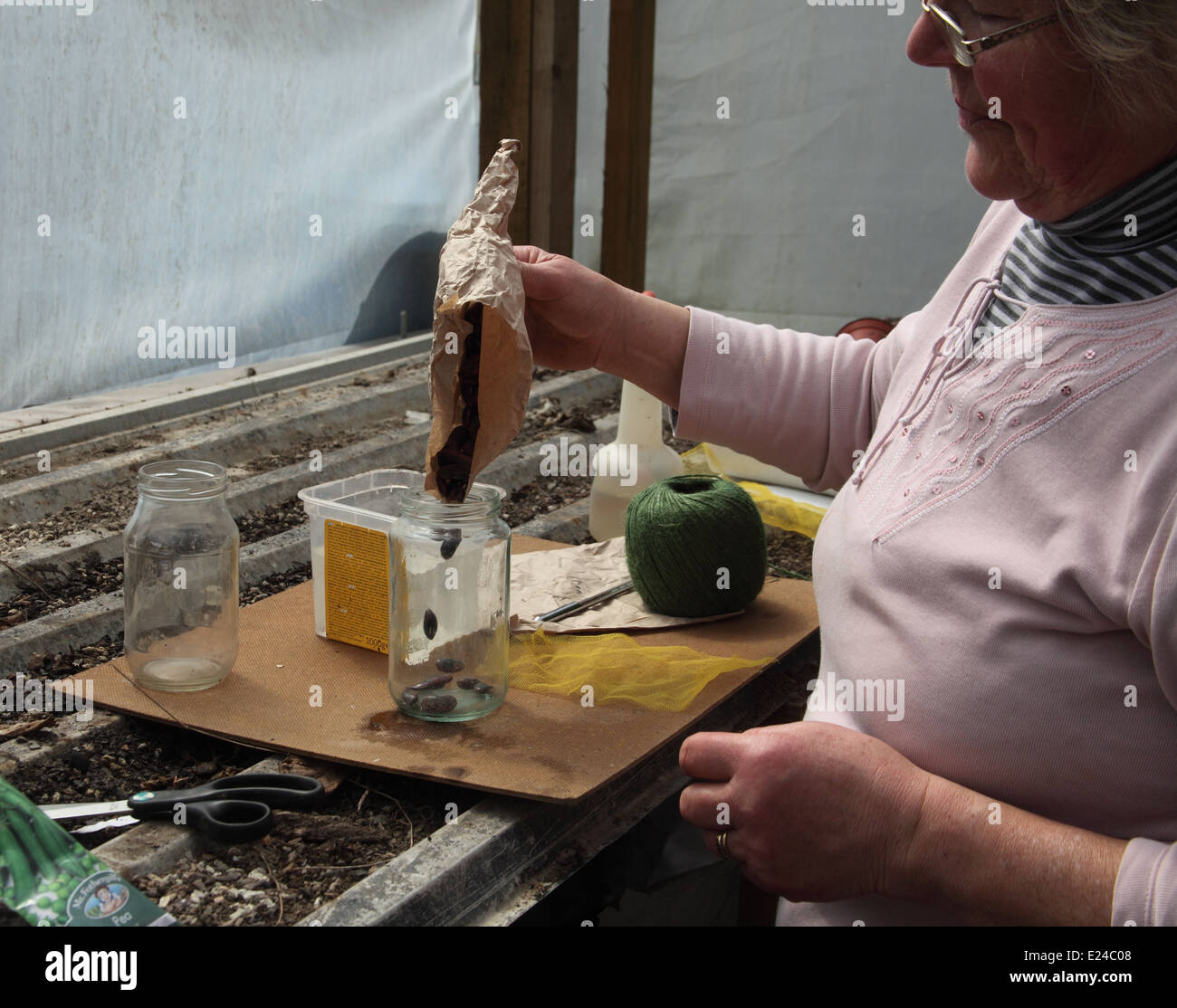 Pre germinating large seeds runner beans step 1 pour the seeds into a ...