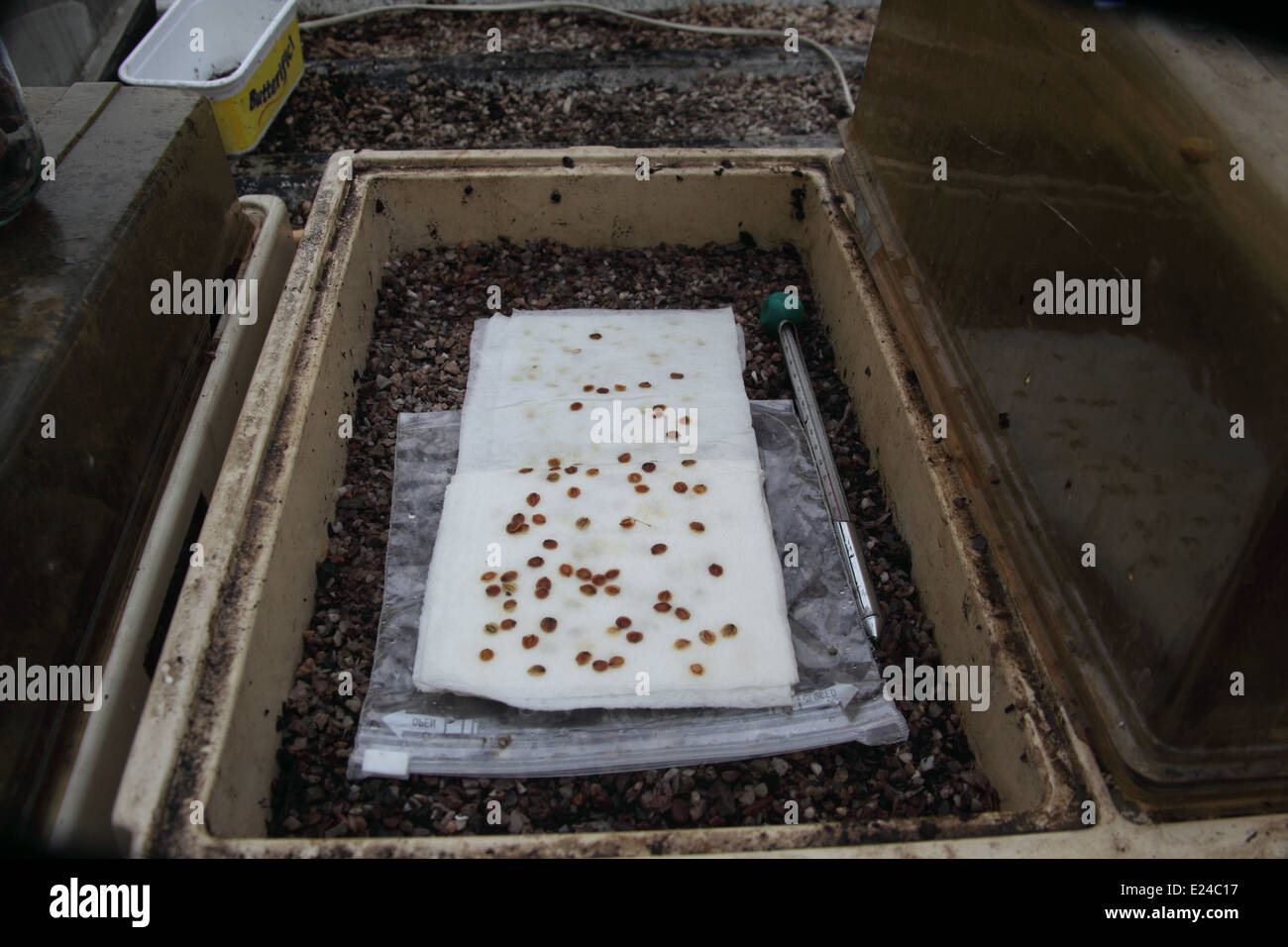 Pre germinating small seeds step by step 12 every 2 days open bag and ...