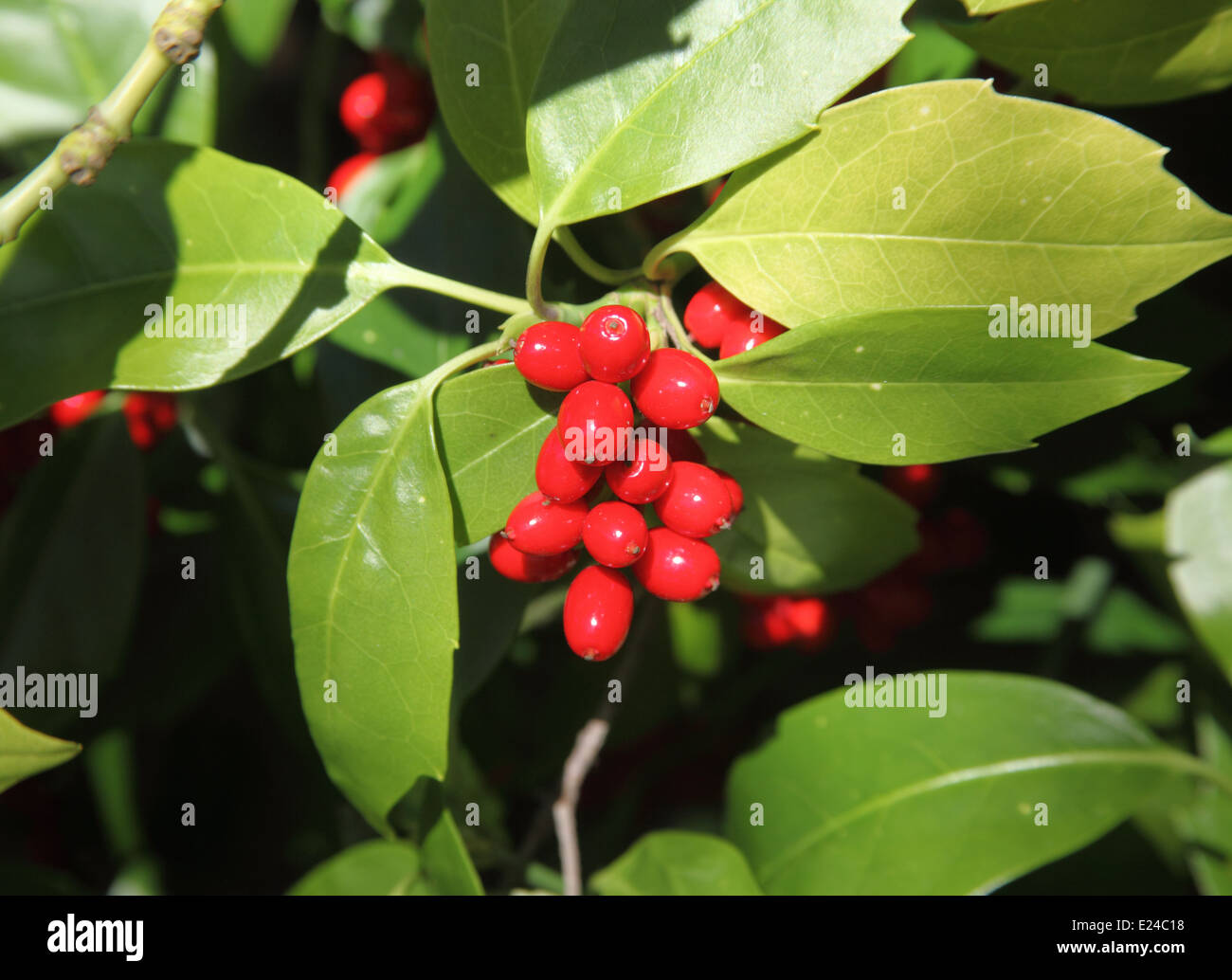 Aucuba japonica hi-res stock photography and images - Alamy