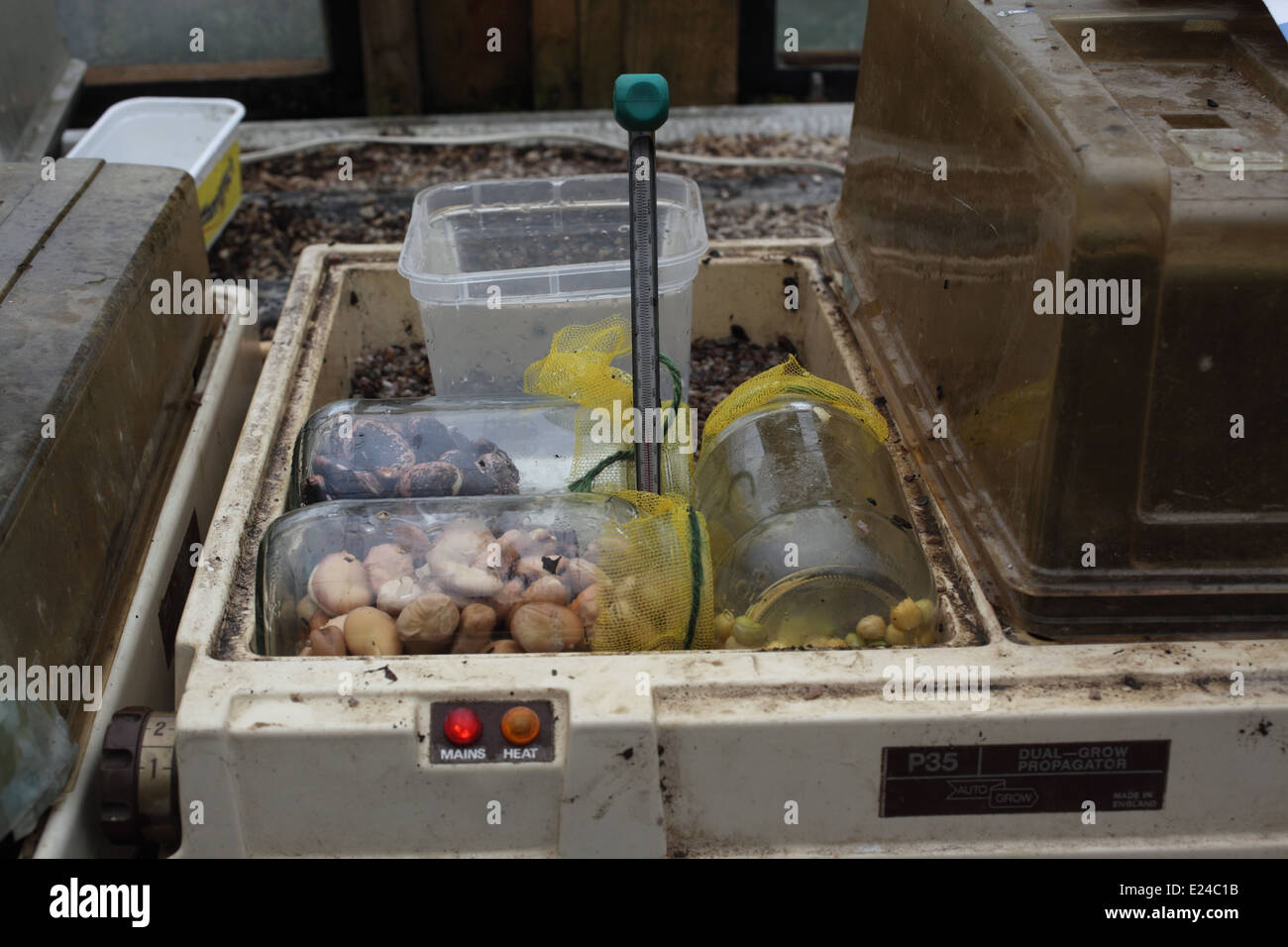 Pre germinating large seeds step 7 seeds in propagator at 15 degrees ...