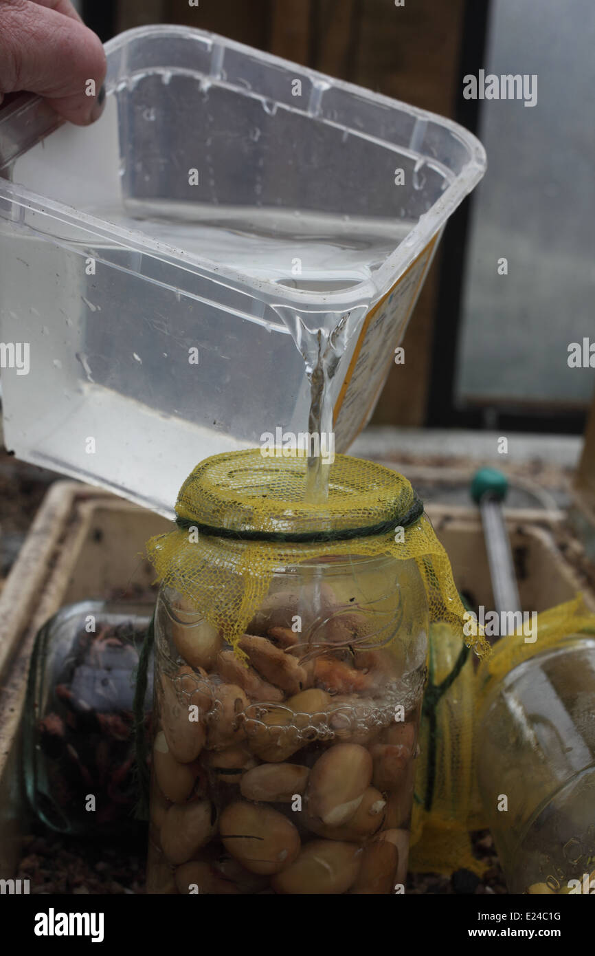 Pre germinating large seeds step 8 wash the germinating seeds about 3 ...