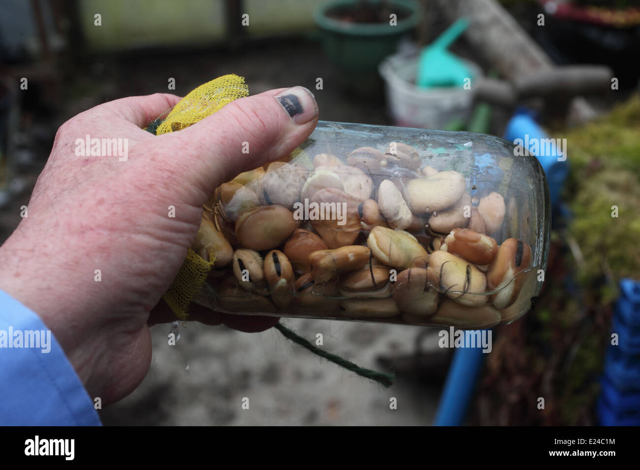 9 seeds hi-res stock photography and images - Alamy