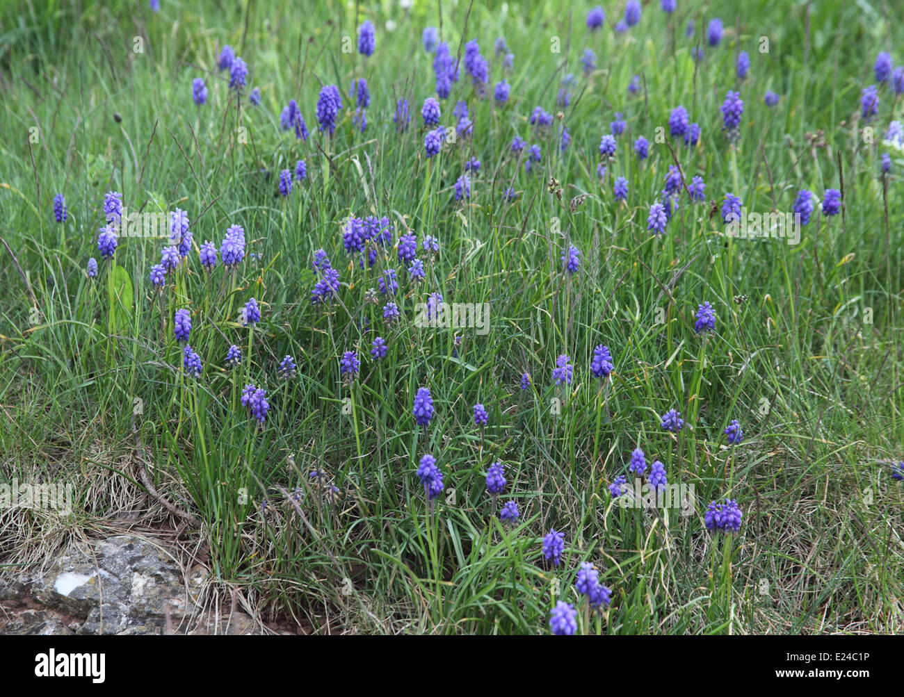 Muscari armeniacum Grape hyacinth plants in flower Stock Photo - Alamy