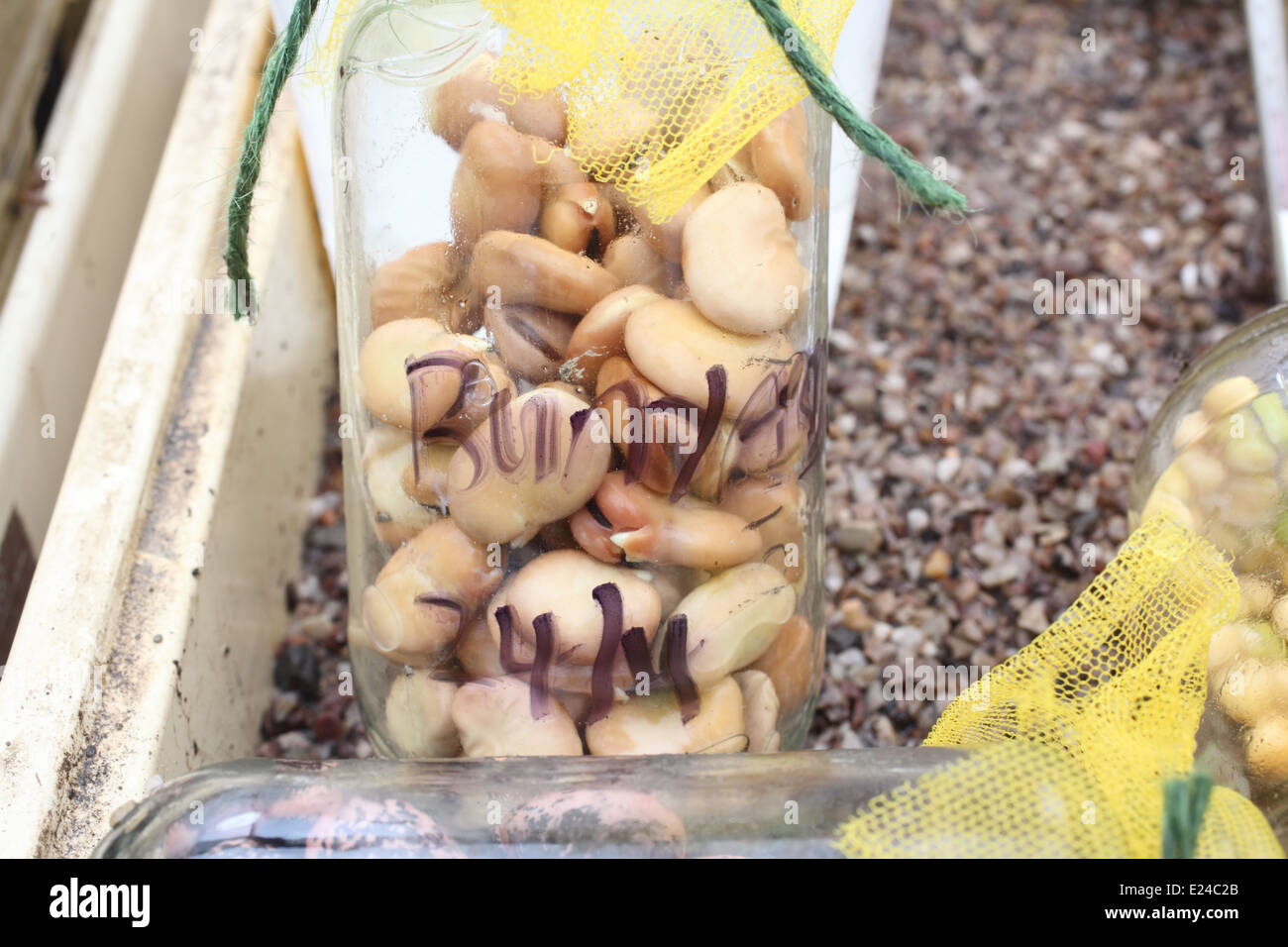 Pre germinating large seeds broad beans step 11 seeds showing root ...