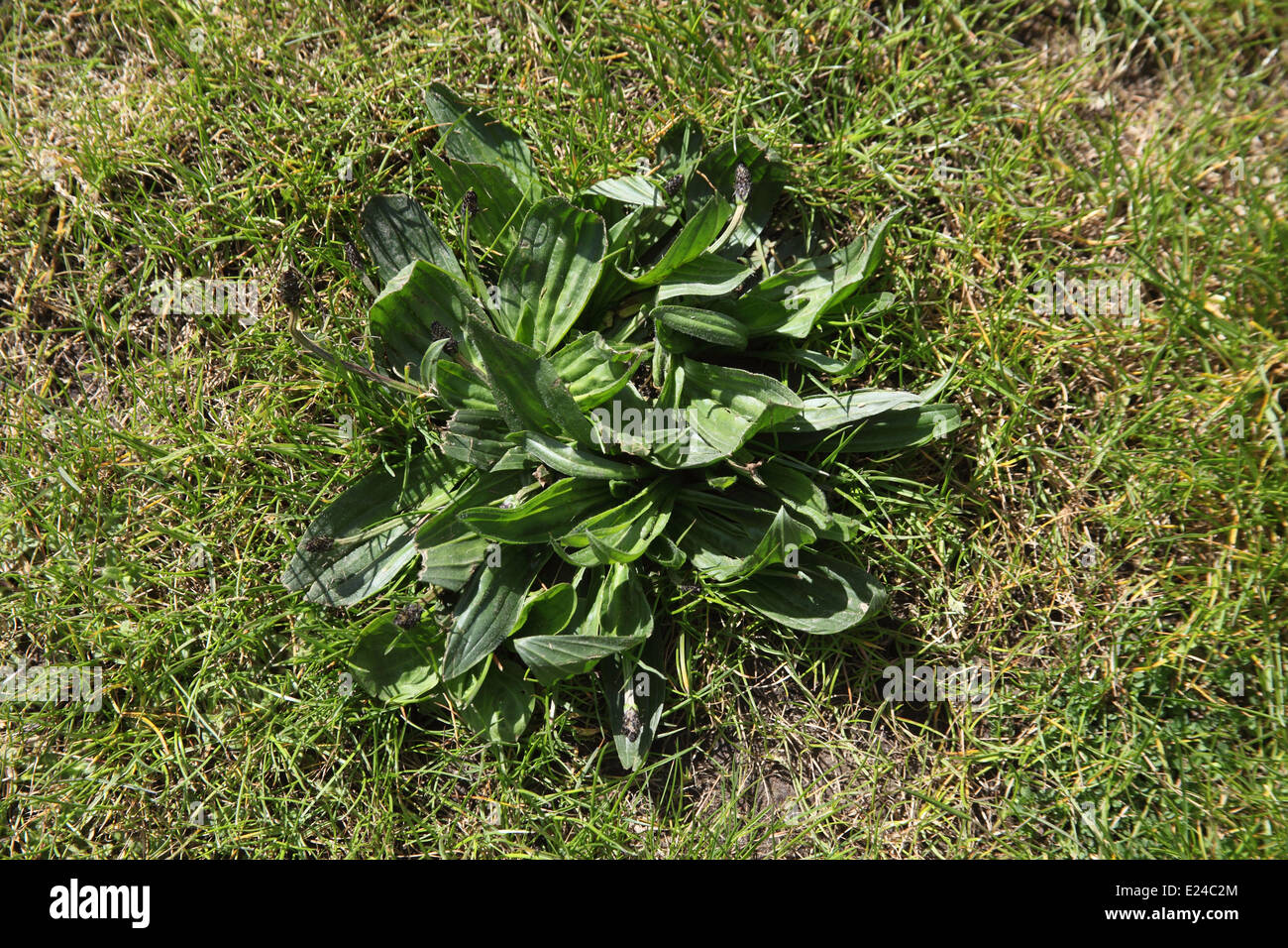 Plantain weed hi-res stock photography and images - Alamy