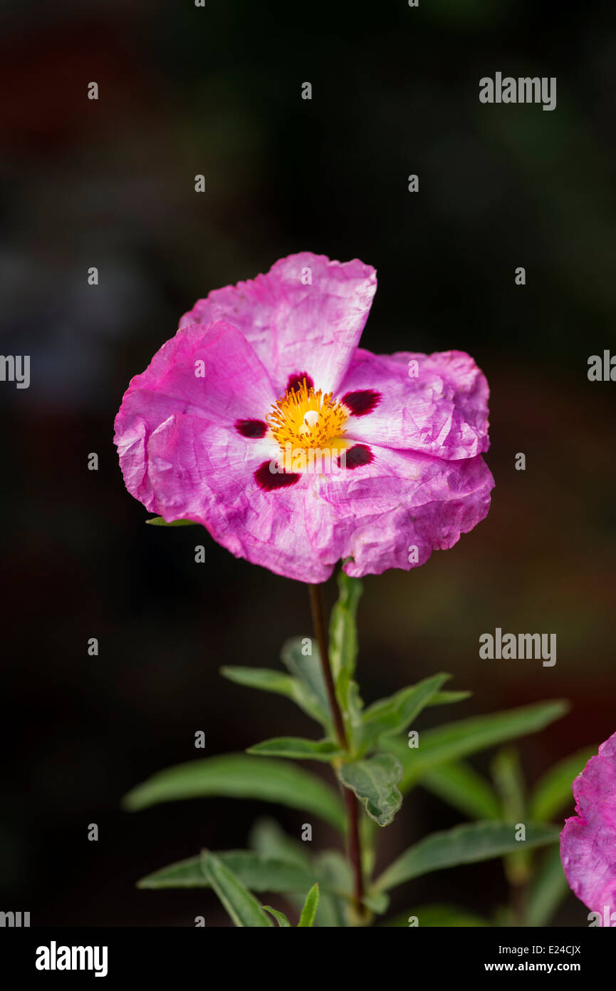 Cistus x purpureus. Purple-flowered rock rose Stock Photo - Alamy