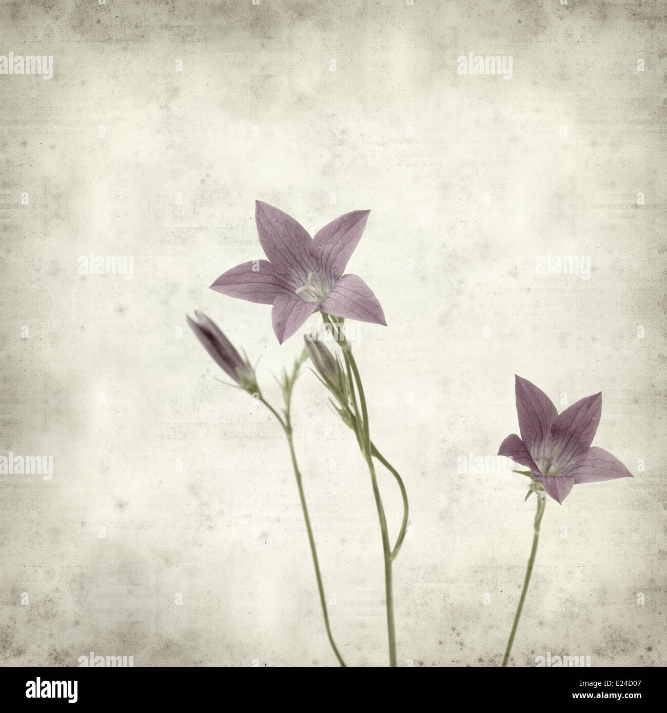textured old paper background with bellflower Stock Photo - Alamy