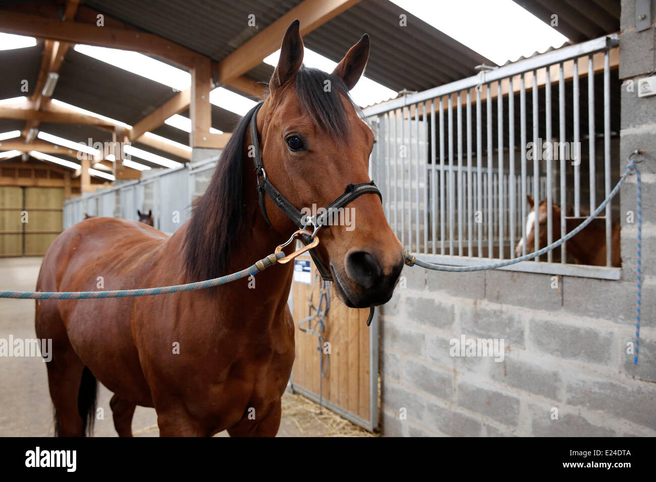 Horse stable interior hi-res stock photography and images - Alamy