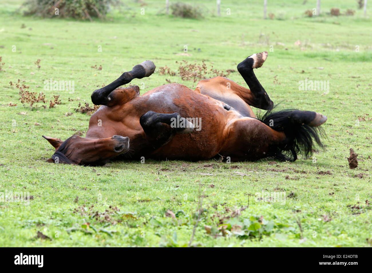Snorting hi-res stock photography and images - Alamy