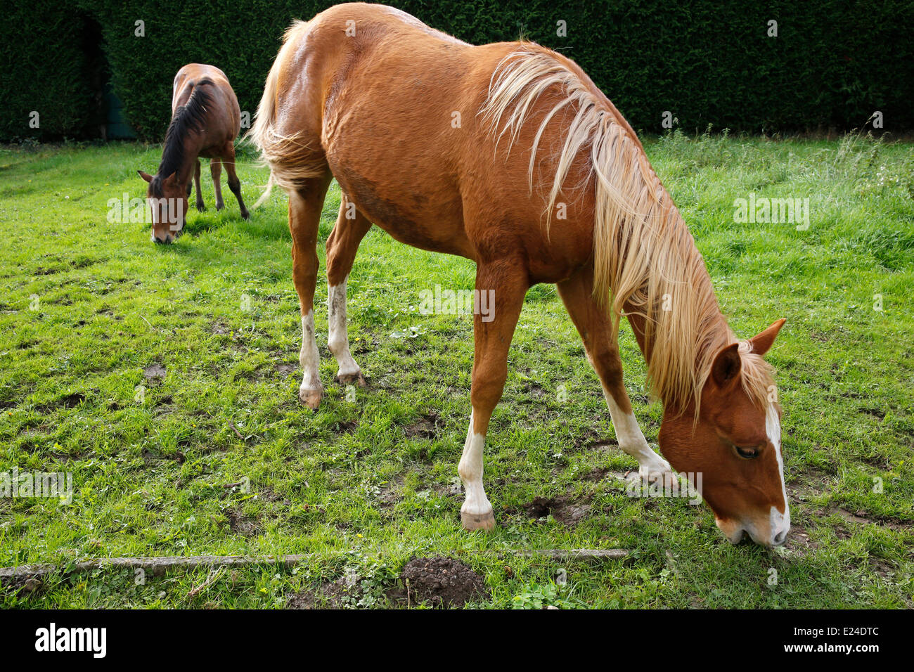 Grazing horses hi-res stock photography and images - Alamy