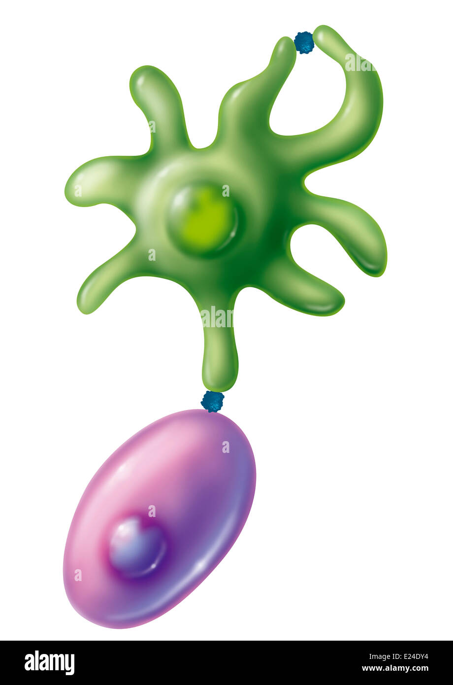 Antigen Presenting Cells Microscope