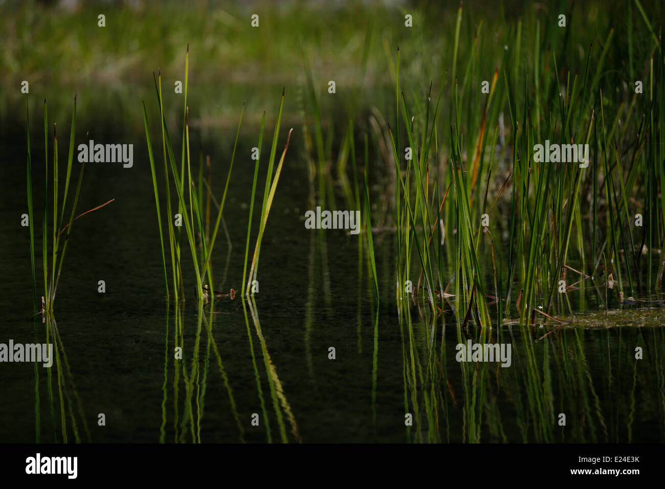 Swampy and marshy habitats hi-res stock photography and images - Alamy