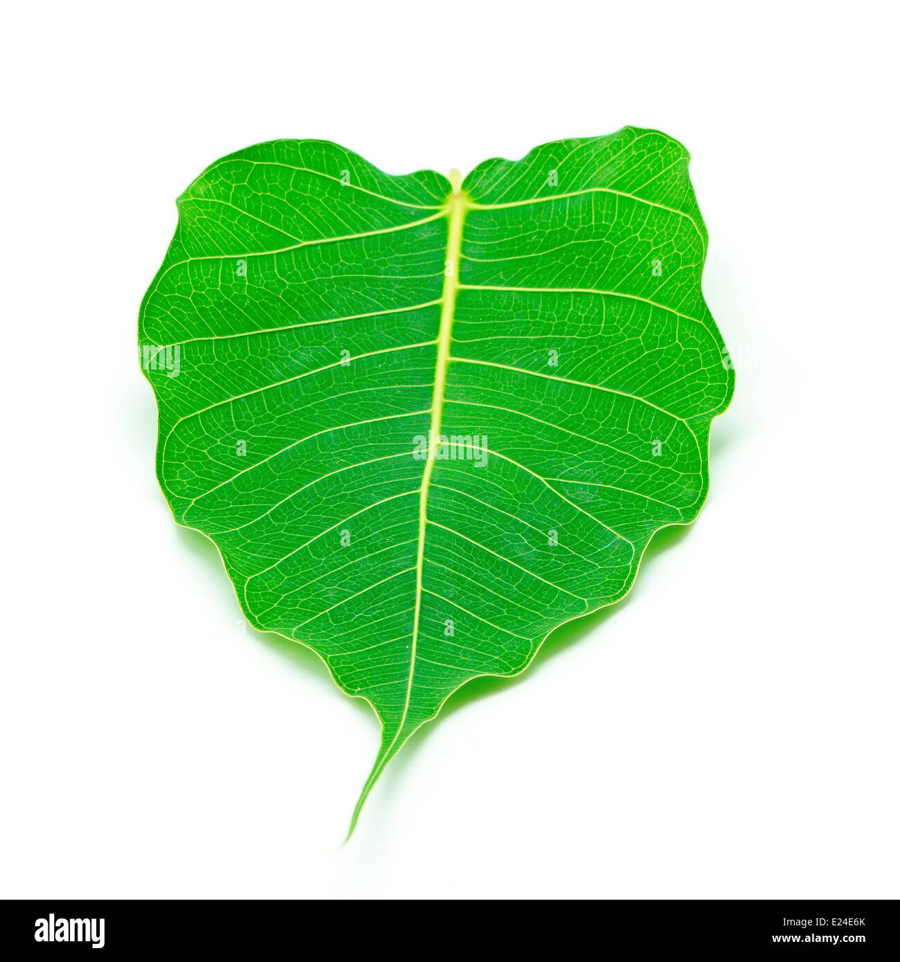 Sacred Fig leaf, isolated on a white background Stock Photo - Alamy