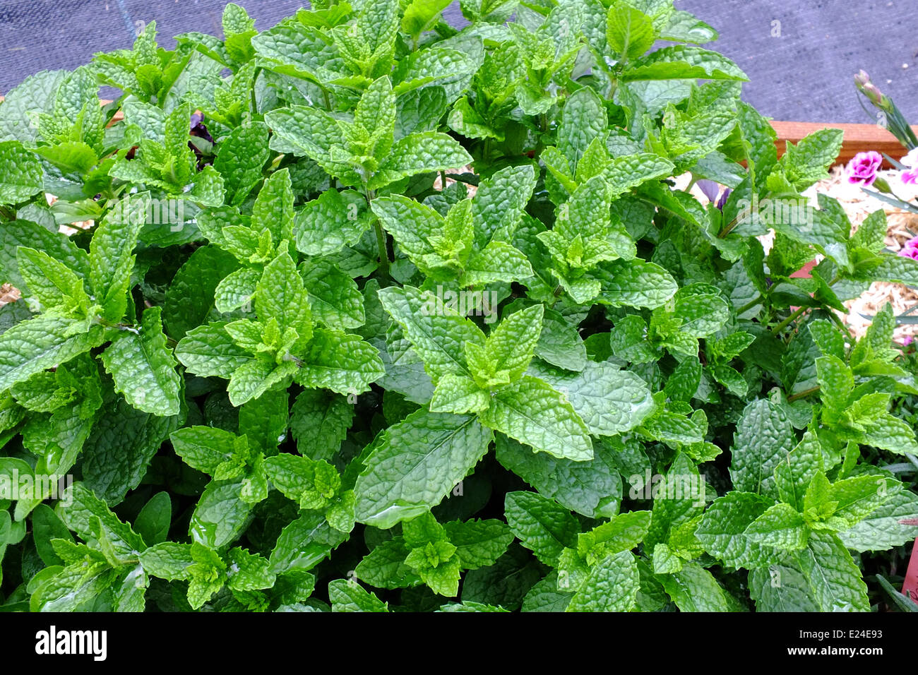 Spear mint hi-res stock photography and images - Alamy
