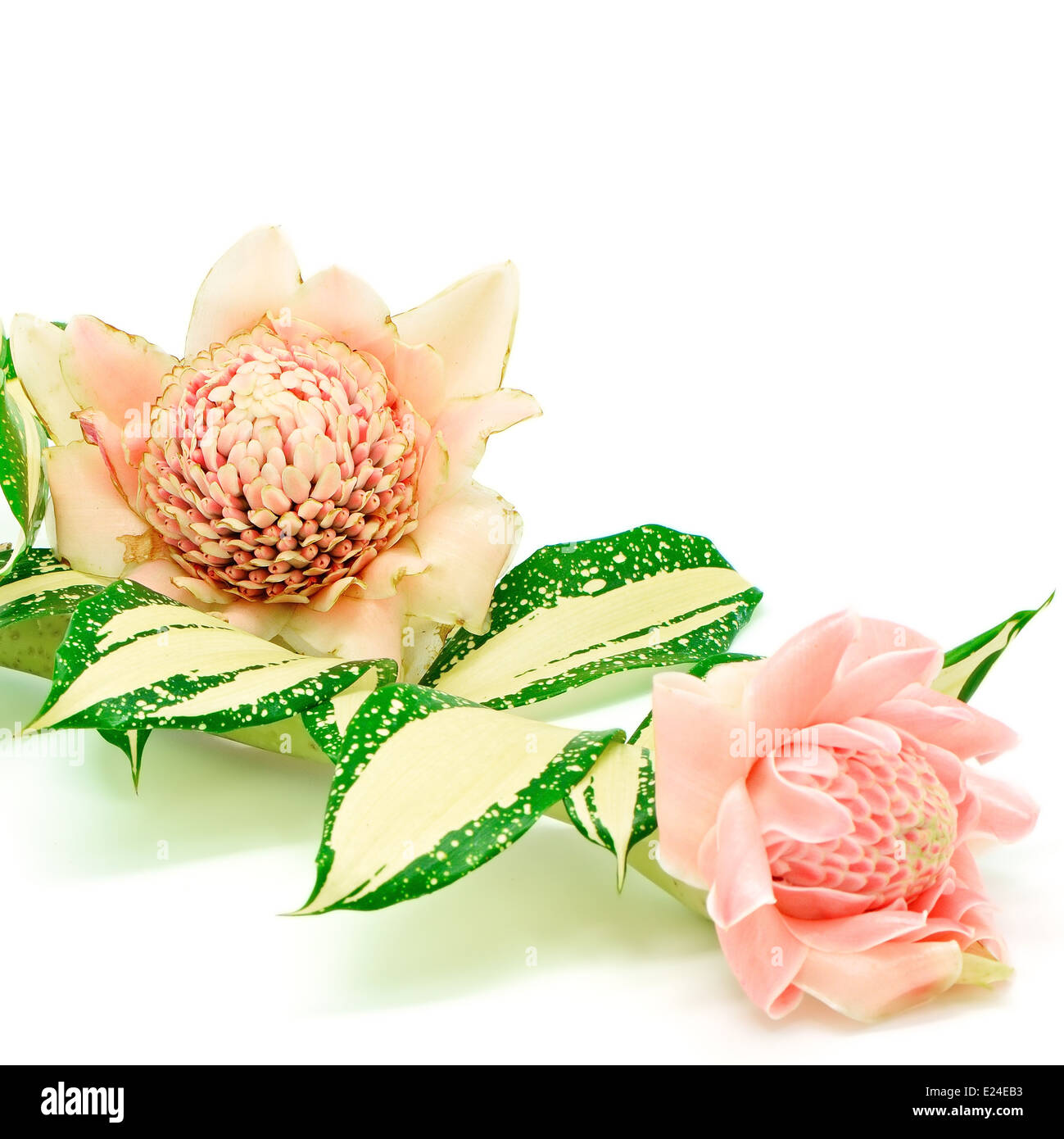 Torch ginger etlingera elatior flower hi-res stock photography and ...