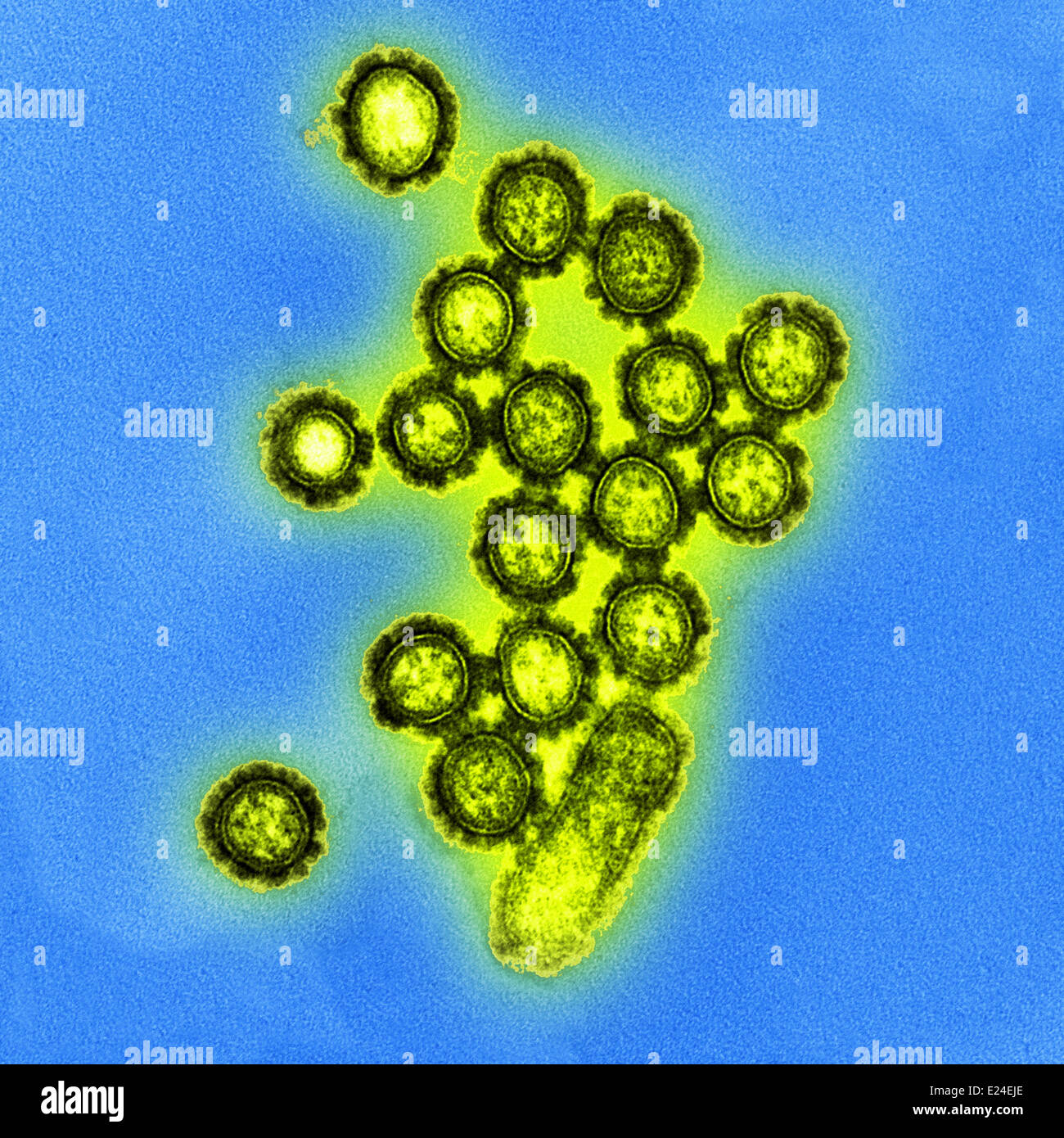 Virus particles hi-res stock photography and images - Alamy