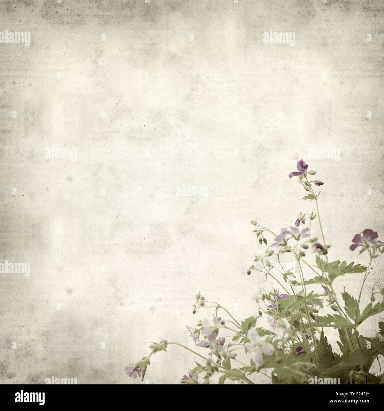 textured old paper background with wild flower bouquet Stock Photo - Alamy