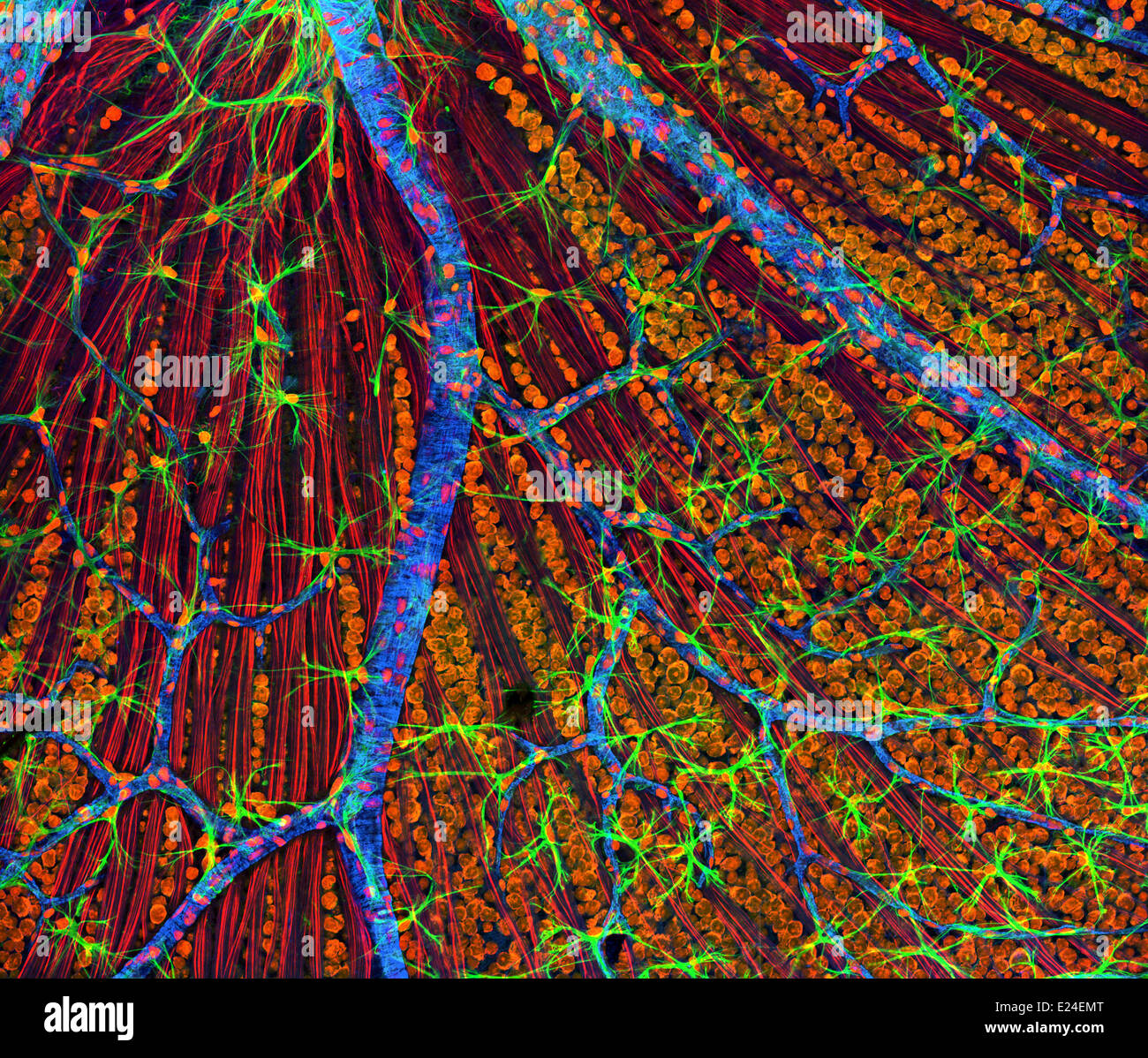 Retinal ganglion cell axons hi-res stock photography and images - Alamy