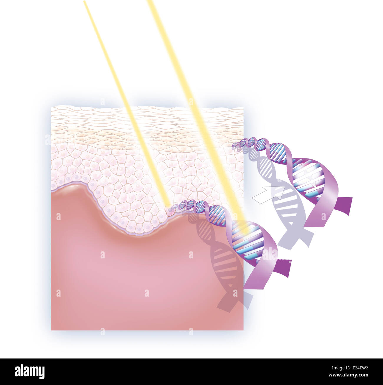 Human skin cells artwork hi-res stock photography and images - Alamy