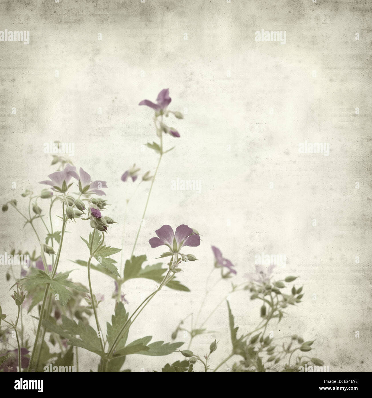 textured old paper background with wild flower bouquet Stock Photo - Alamy