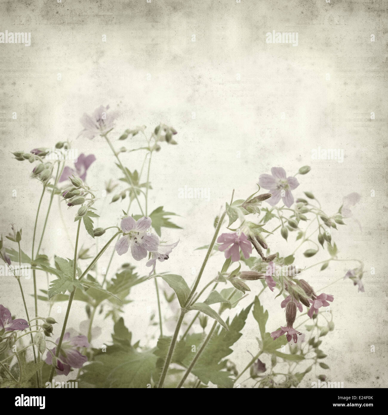 textured old paper background with wild flower bouquet Stock Photo - Alamy