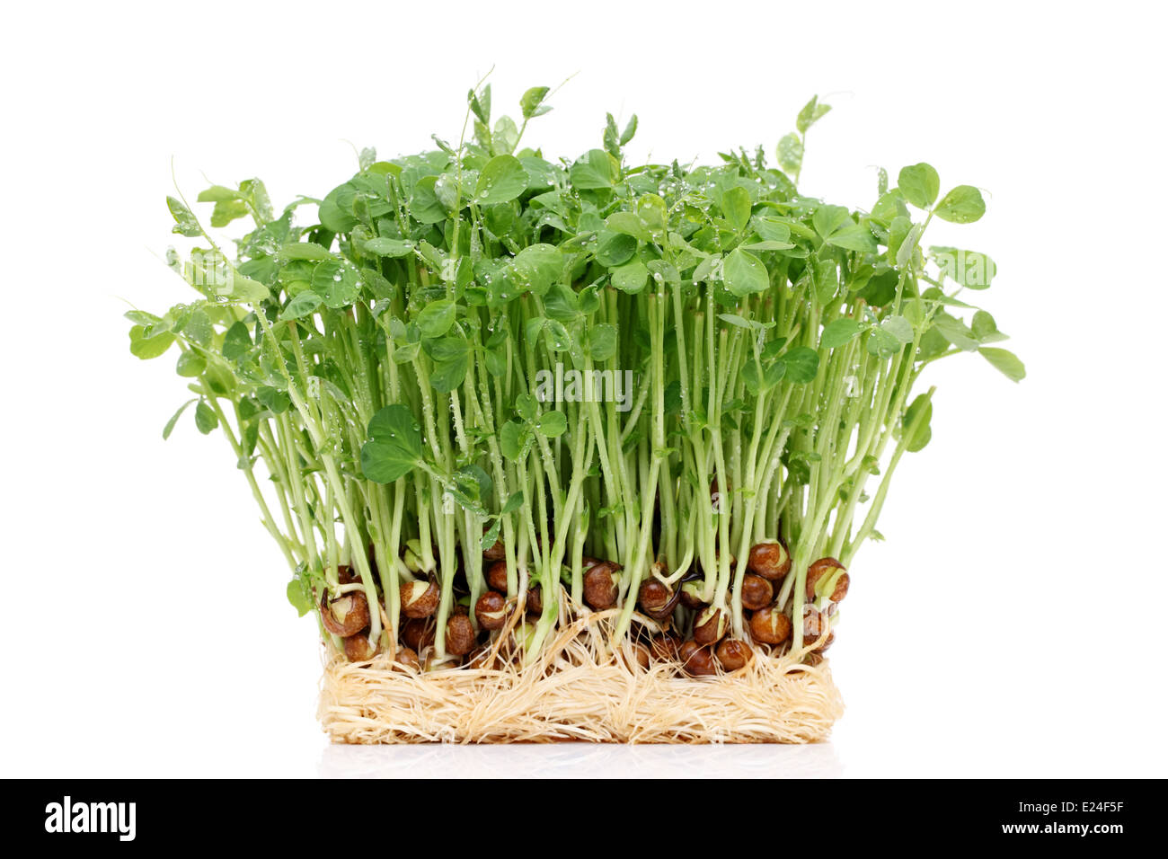 Beans Growing With Roots