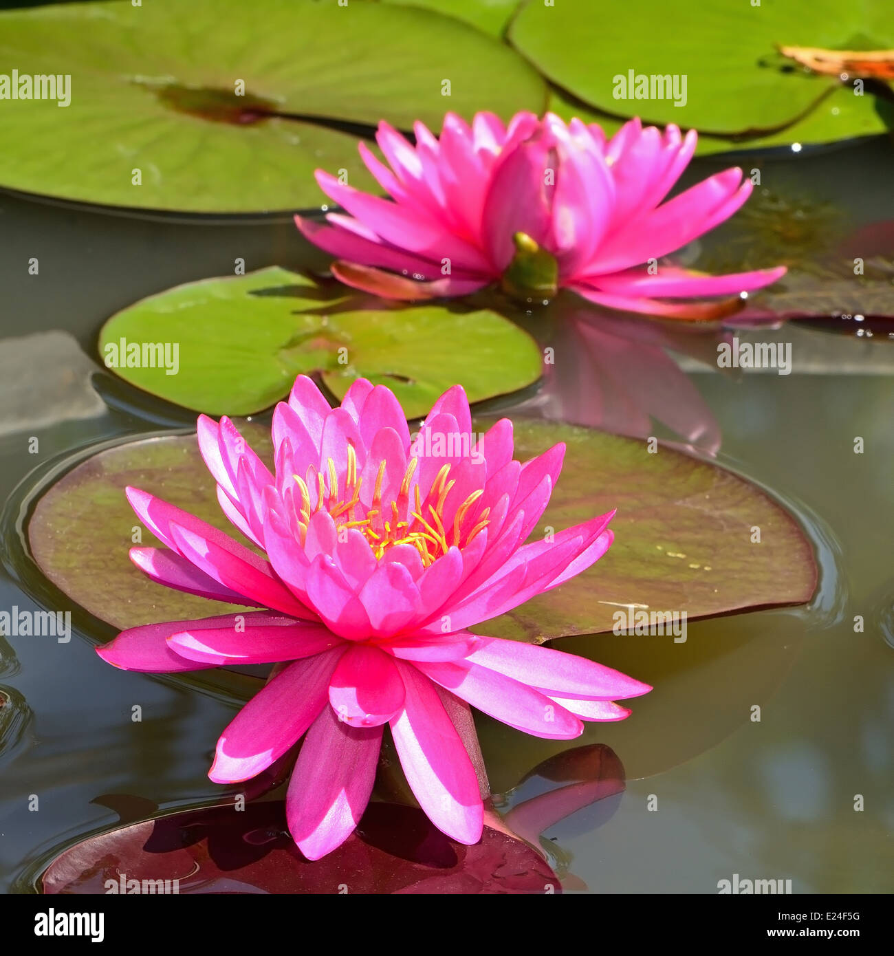 Aquatic pond flora fauna hi-res stock photography and images - Alamy