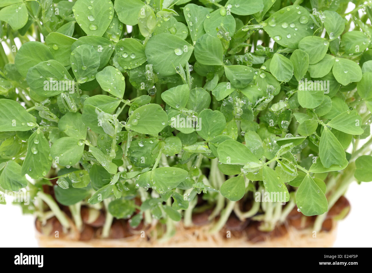 Pea plant roots hi-res stock photography and images - Alamy