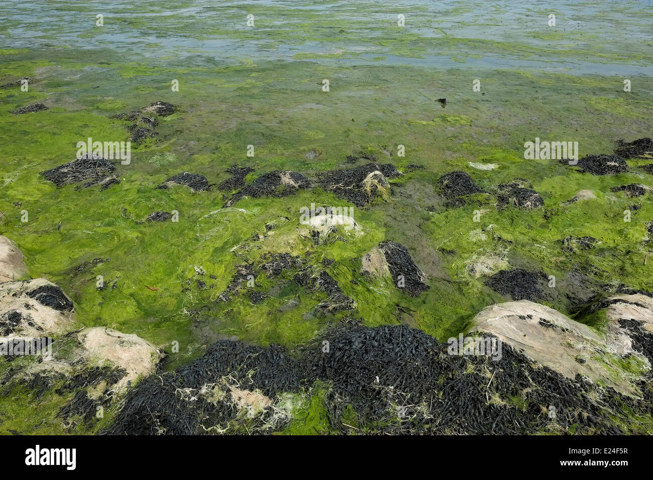 The solent from the green hi-res stock photography and images - Alamy