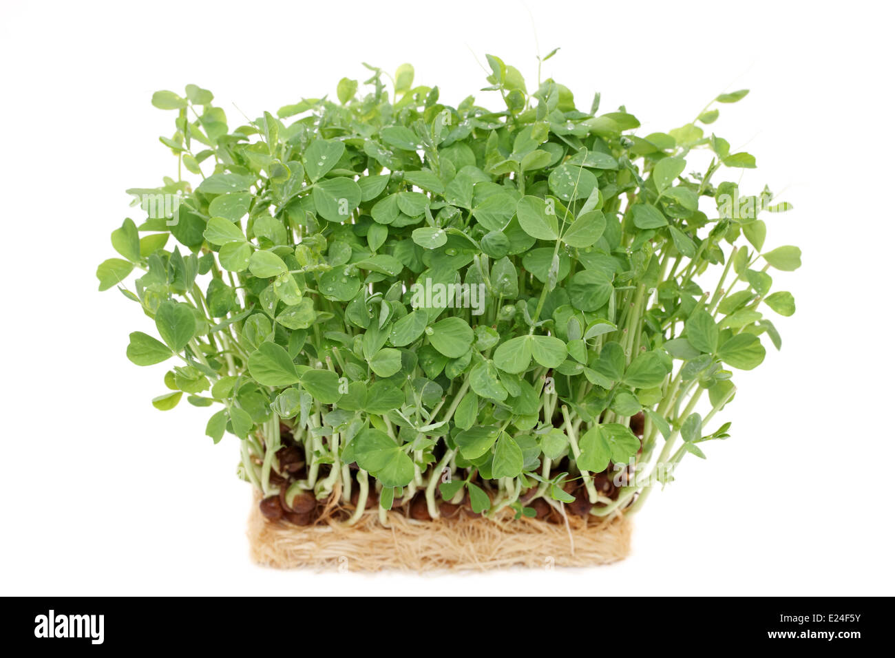 Pea plant roots hi-res stock photography and images - Alamy