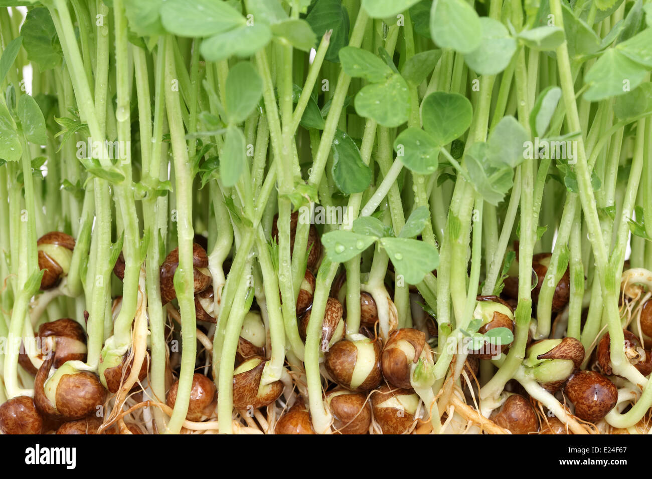 Pea plant roots hi-res stock photography and images - Alamy