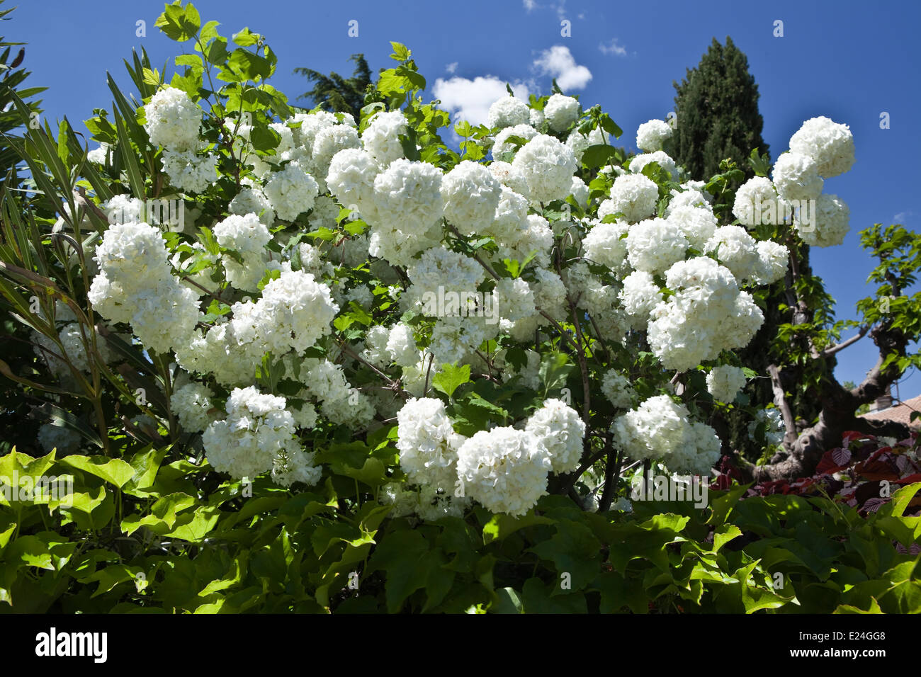 Viburnum opulus hi-res stock photography and images - Alamy