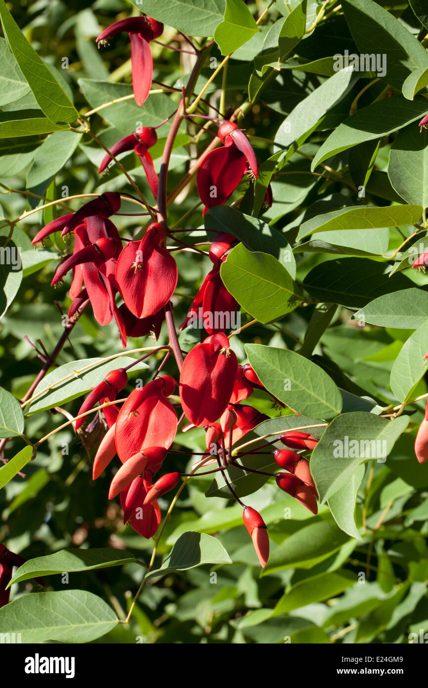 Erythrina crista galli hi-res stock photography and images - Alamy