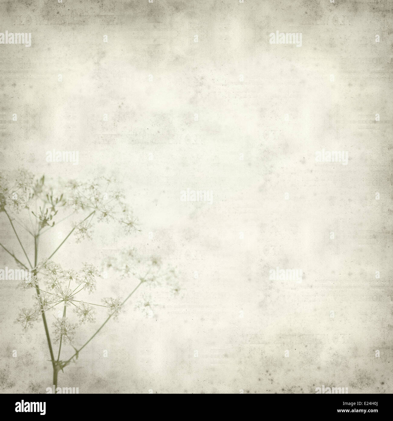 textured old paper background with cow parsley Stock Photo - Alamy